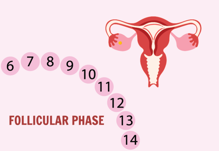 Follicular Phase of Menstrual Cycle: Fertility, Symptoms & Hormones