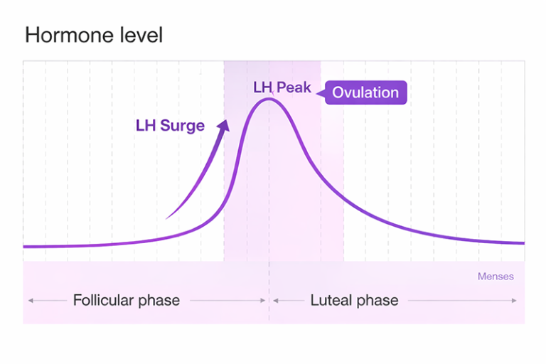 Ovulation Test: How to Use LH Test Strips & Kit Results